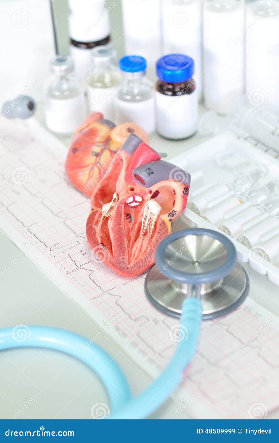 Human heart model stock image. Image of science, physiology - 48509999