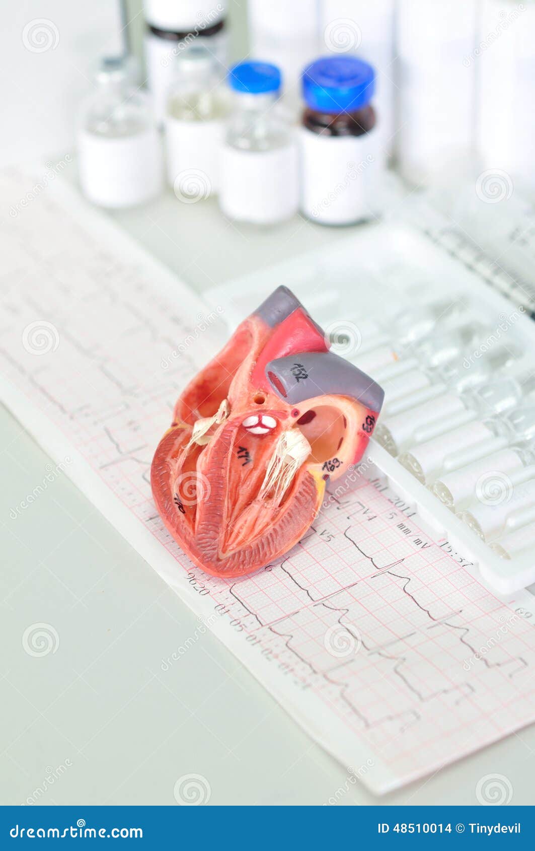 Human heart model stock photo. Image of research, electrocardiogram ...