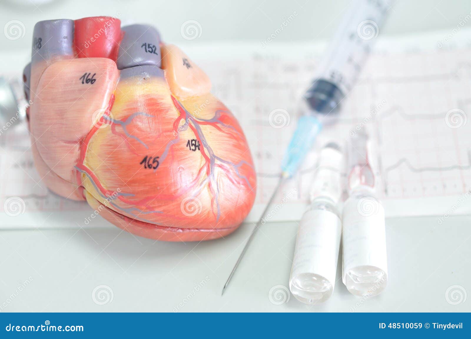 Human heart model stock image. Image of experiment, heart - 48510059