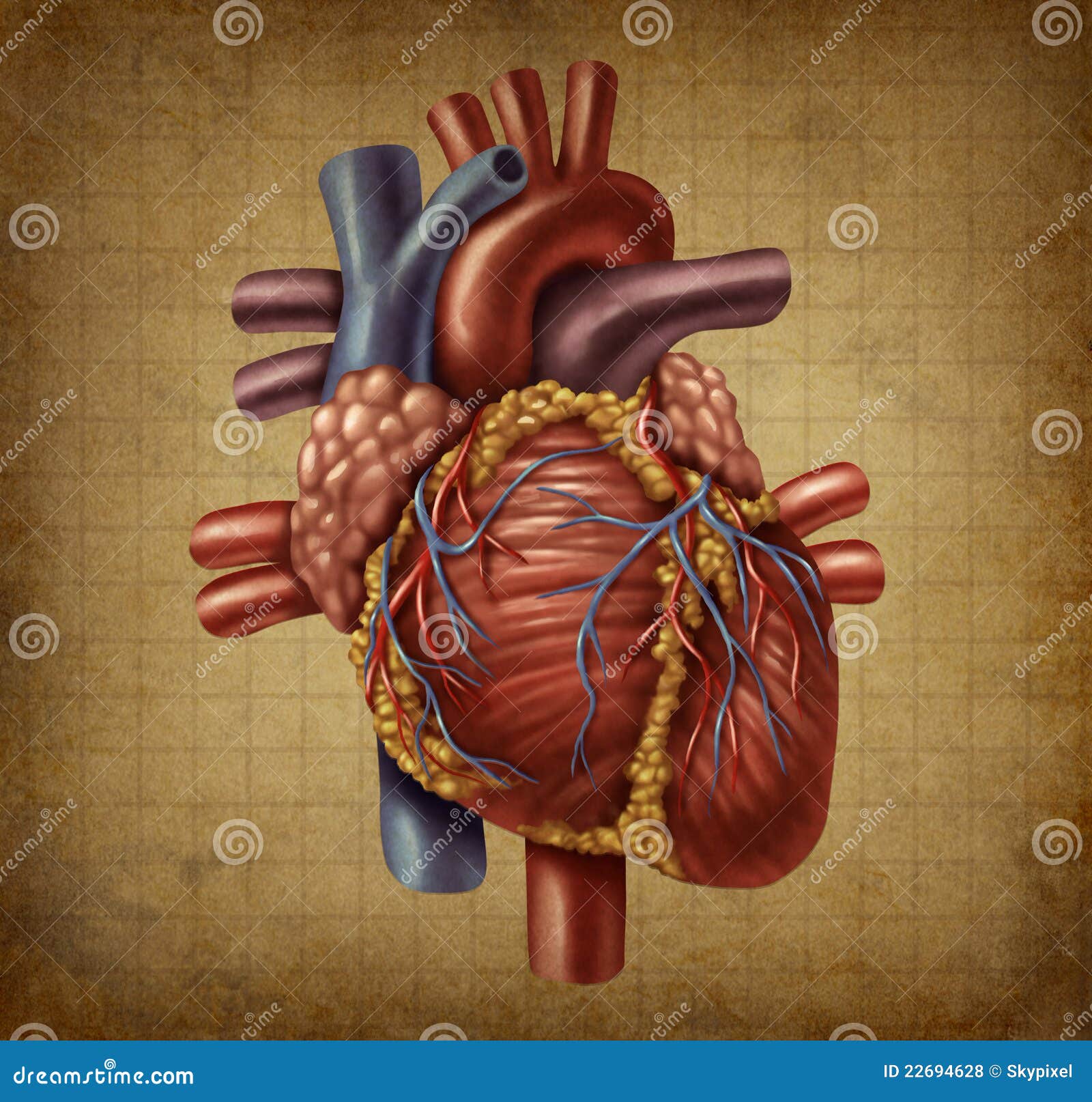 Human Heart Illustration. Anatomically Correct Heart With Cross-section ...
