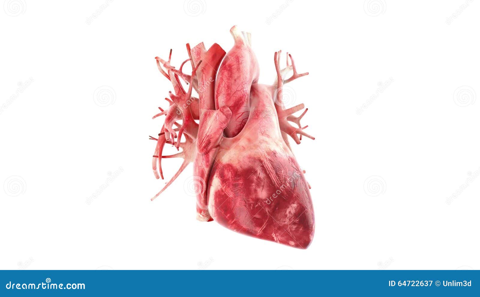 Human Internal Organs Rotation 360 Loop Stock Footage & Videos - 19 ...