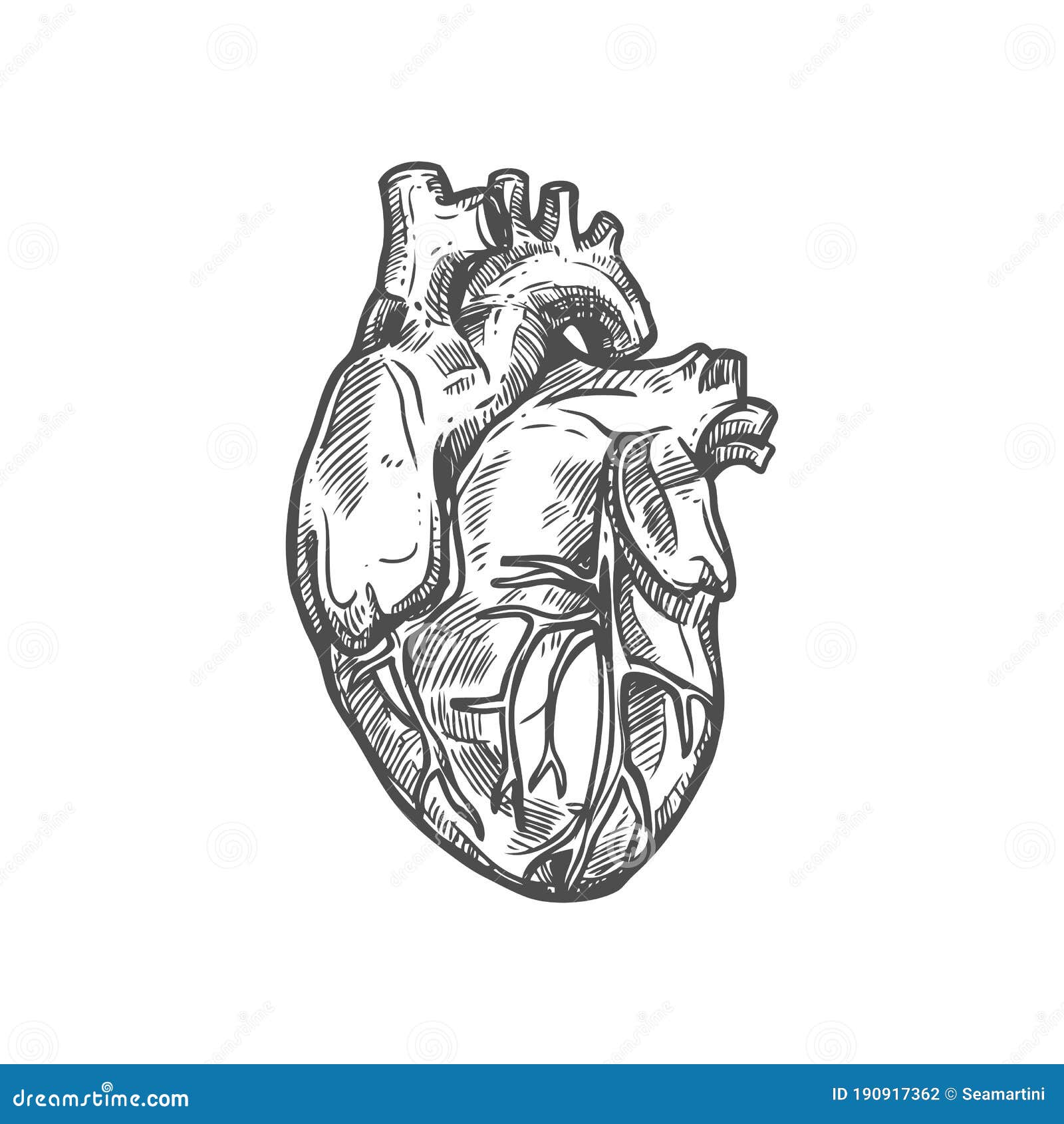Human Heart Sketch Icon, Cardiovascular System Stock Vector ... Human Heart Sketch Icon, Cardiovascular System Stock Vector ...