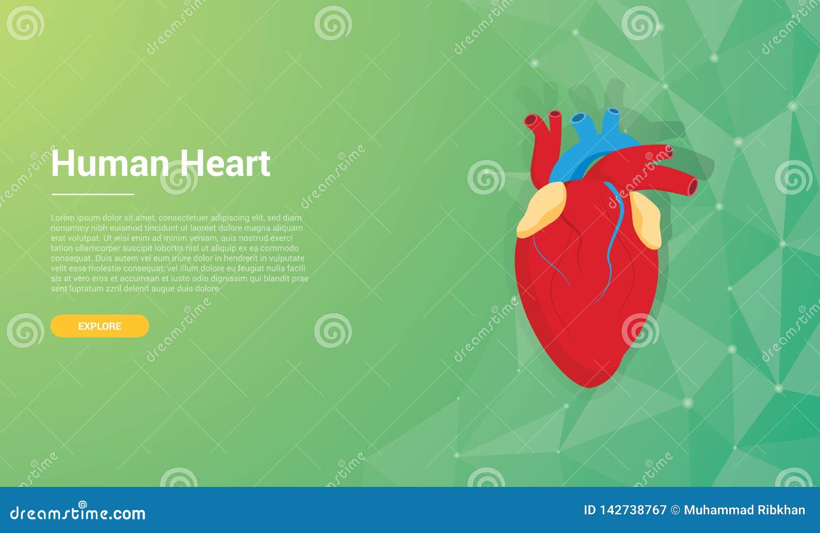 Human Heart Template Wallpaper Background Design Concept With Free ...