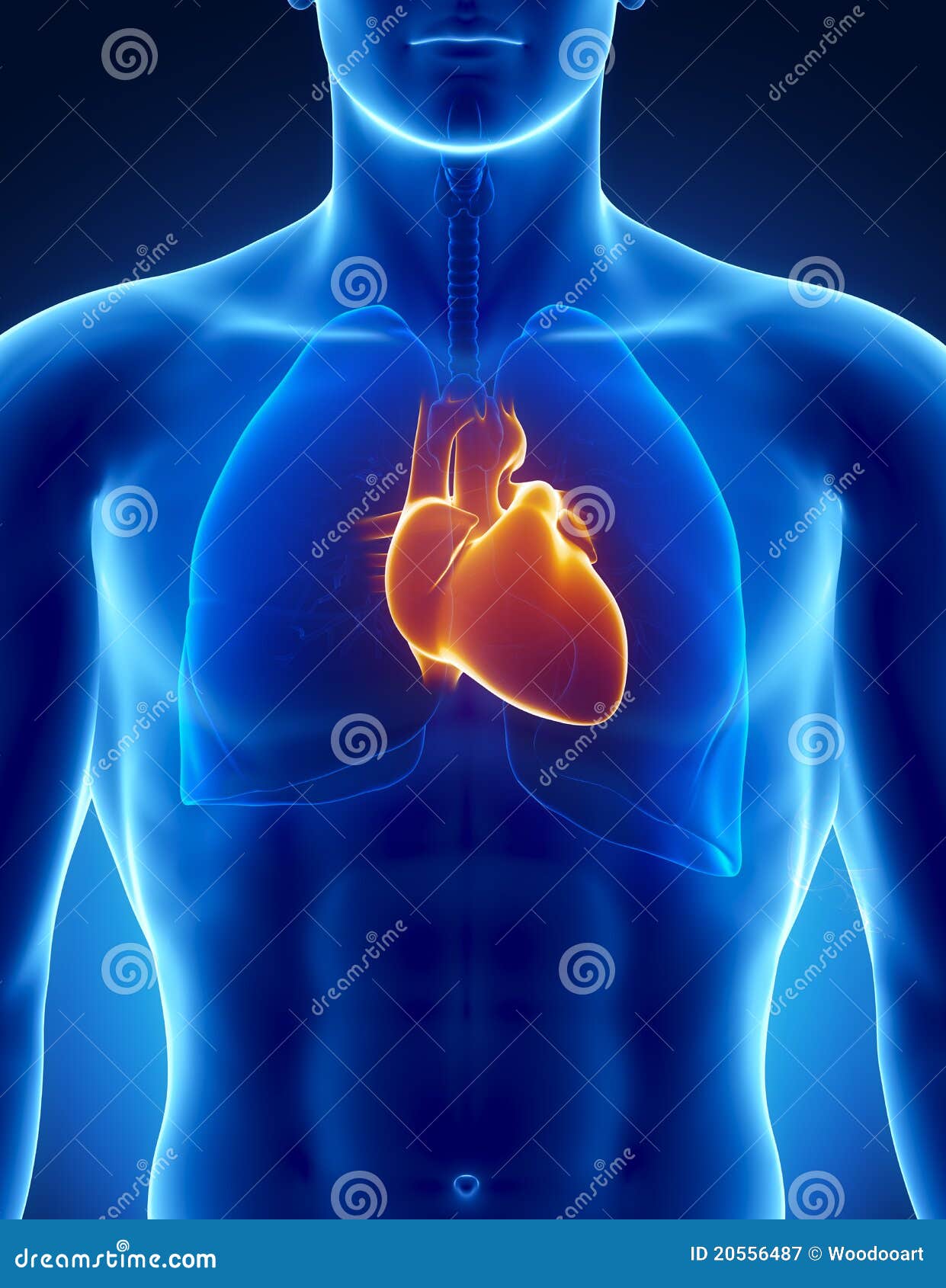 Human heart with thorax stock illustration. Illustration of patient ...