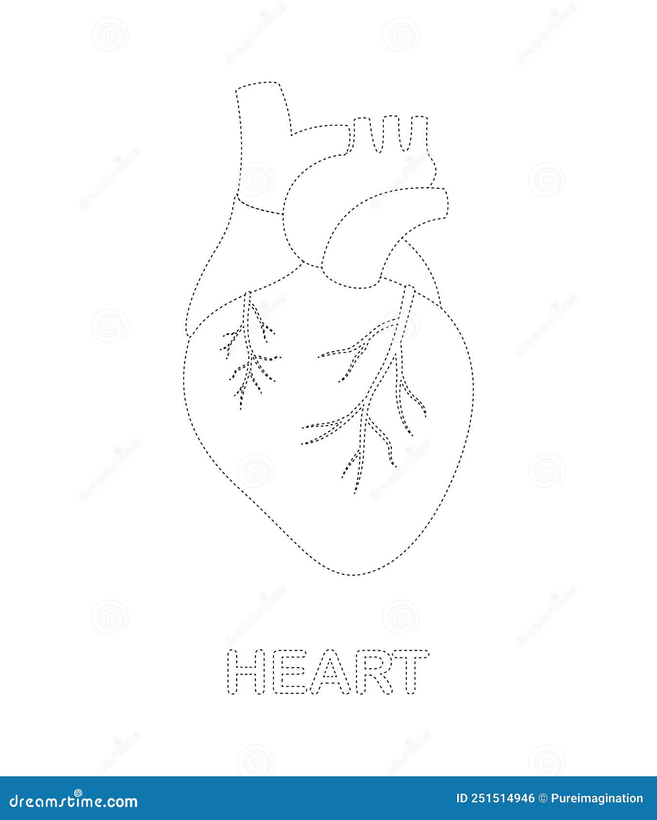 Human Heart Tracing Worksheet for Kids Stock Vector - Illustration of ...