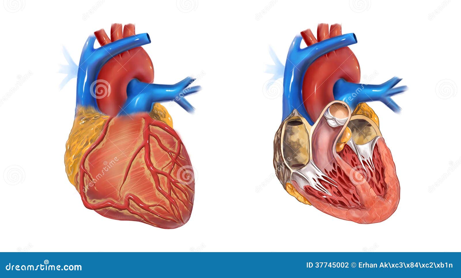 Human hearth stock illustration. Illustration of exam - 37745002