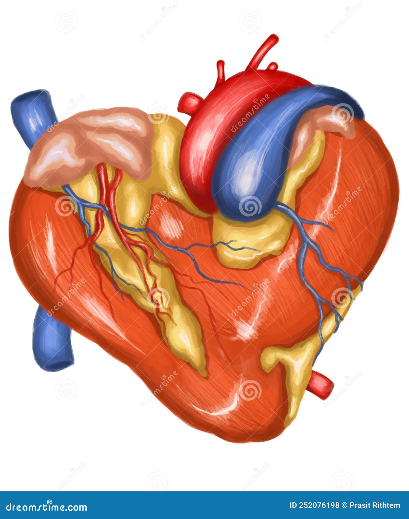 Human Hearth with the Shape of Cartoon Stock Illustration ...