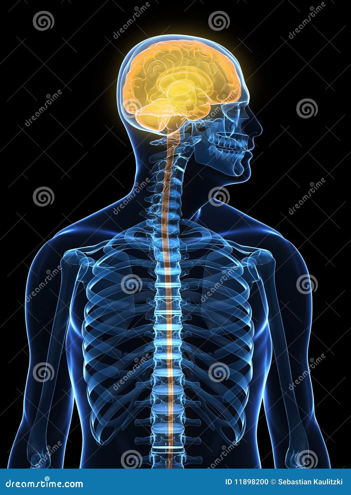 Pons Highlighted Inside Human Brain, 3D Illustration | CartoonDealer ...