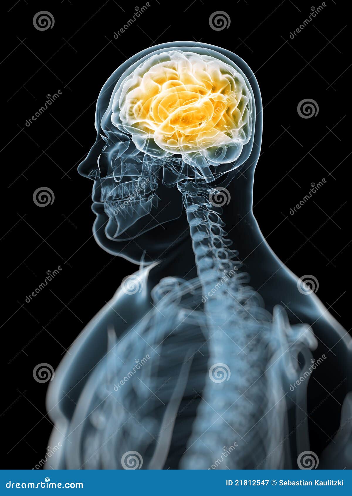 Human highlighted brain stock illustration. Illustration of body - 21812547