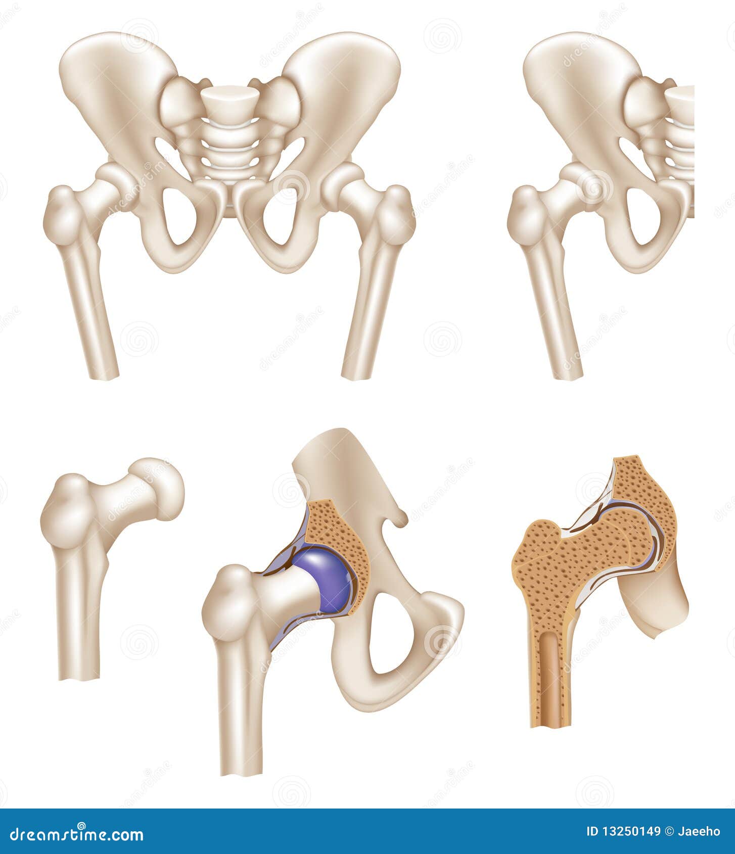 Human Hip stock vector. Illustration of joint, medicine - 13250149