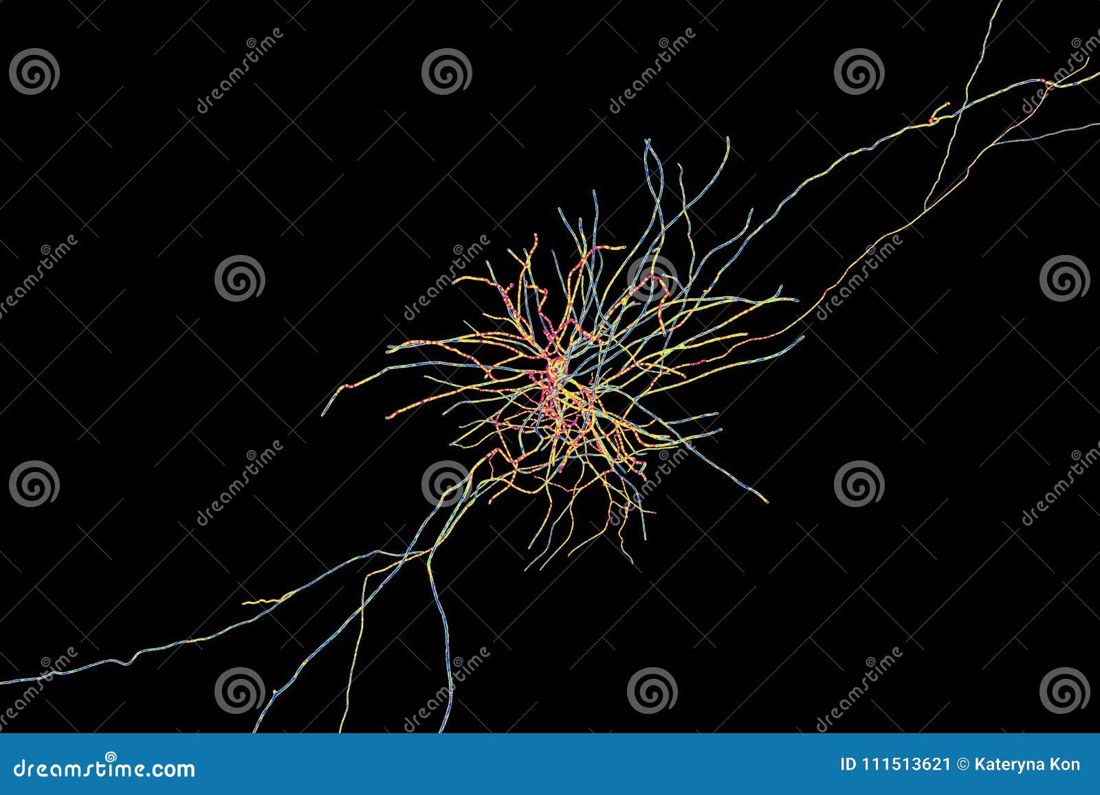 Human Hippocampus Neuron, Computer Reconstruction Stock Illustration ...