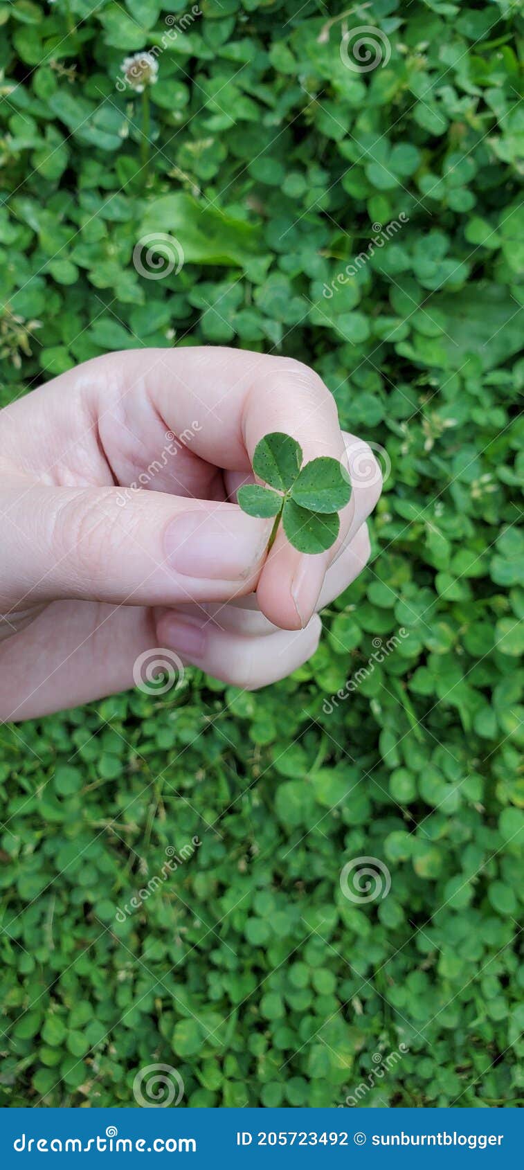 Human Holding a Four Leaf Clover Stock Photo - Image of plant, hand ...