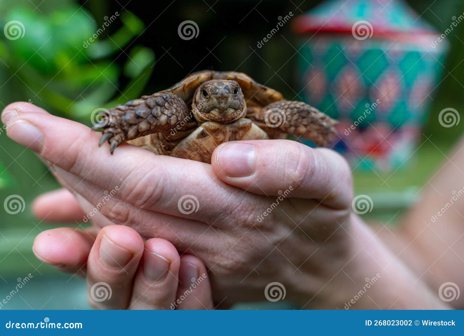 Human Holding Little Turtle Stock Photo - Image of wild, tortoise ...