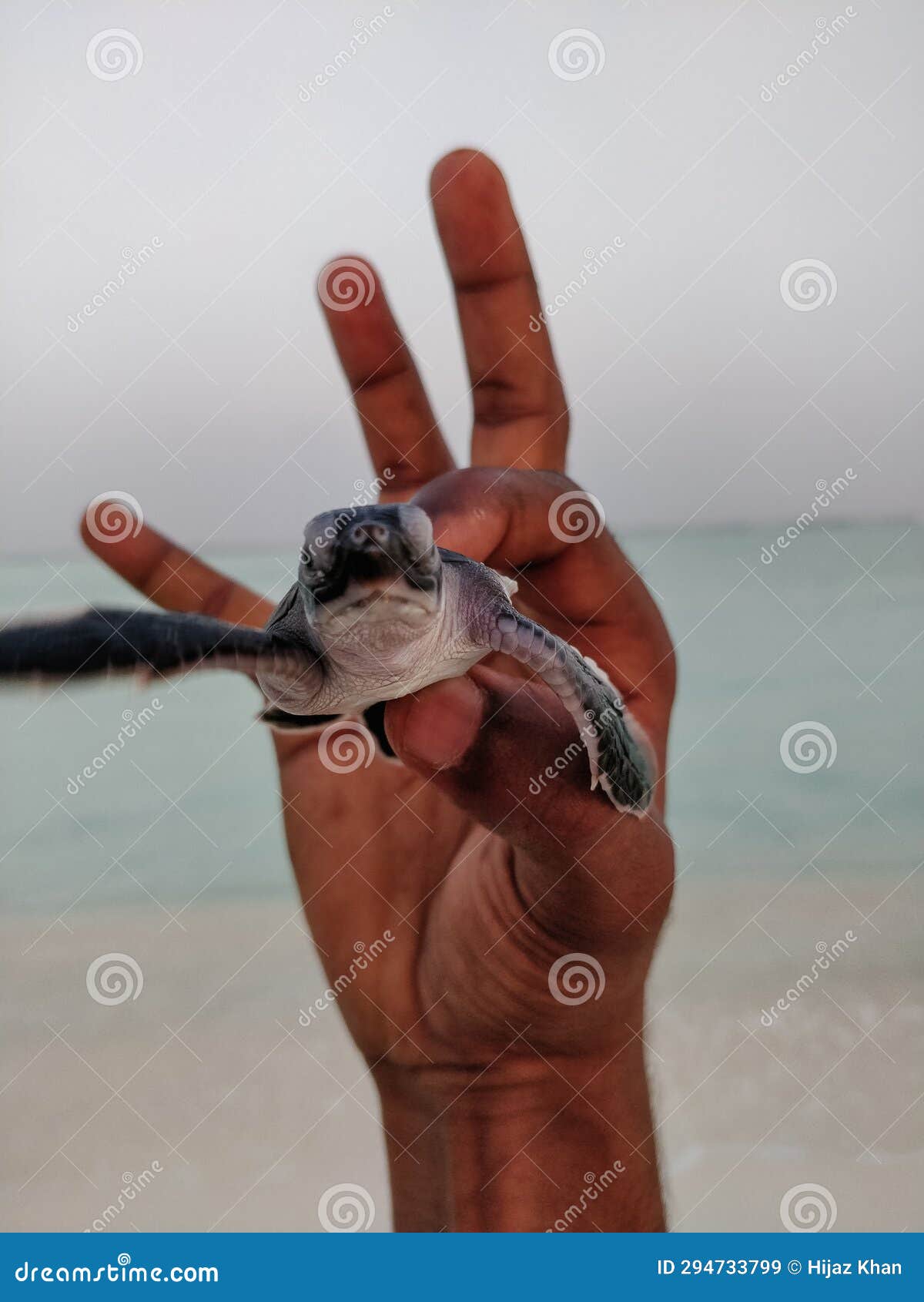 A Human Holding the Newly Born Baby Turtle Stock Image - Image of born ...