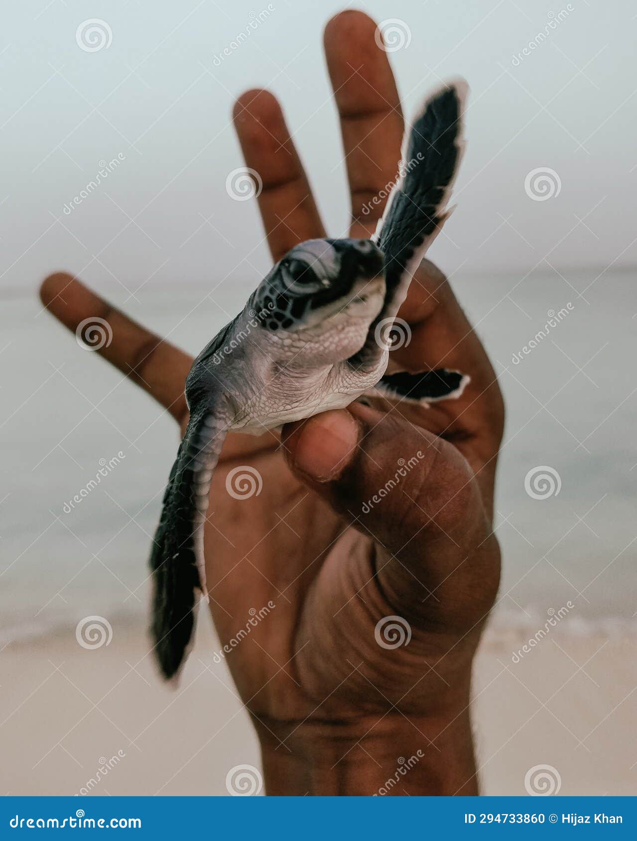 A Human Holding the Newly Born Baby Turtle Stock Photo - Image of ...