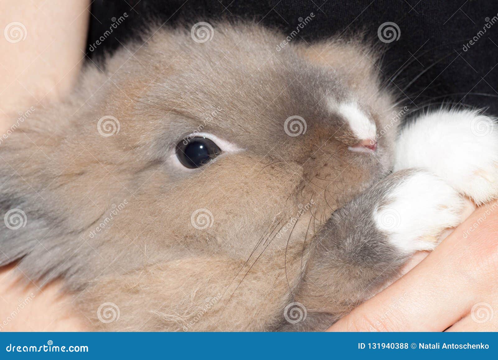 Human Holds in His Hand a Beautiful Fluffy Light Brown Dutch Dwarf ...