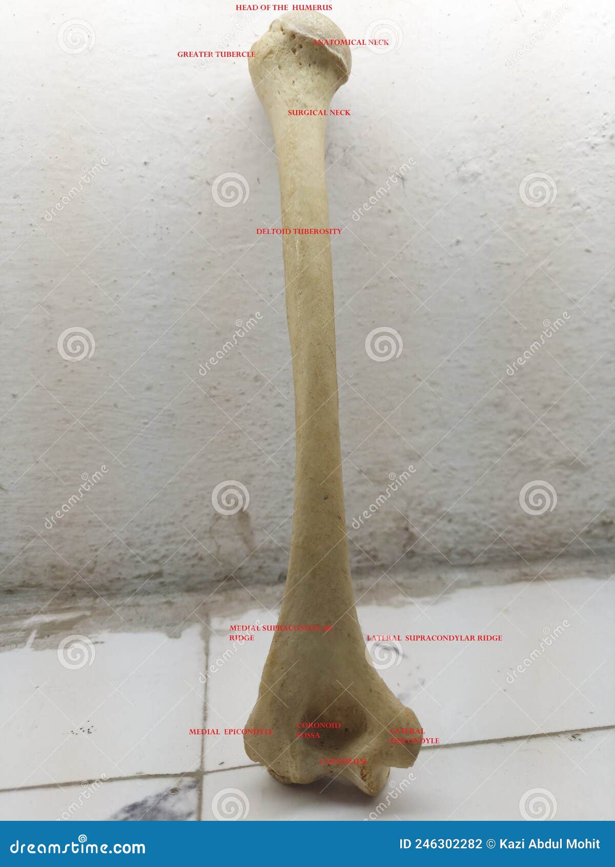 Human Humerus Bone Original with Important Labeling and Landmarks Stock ...