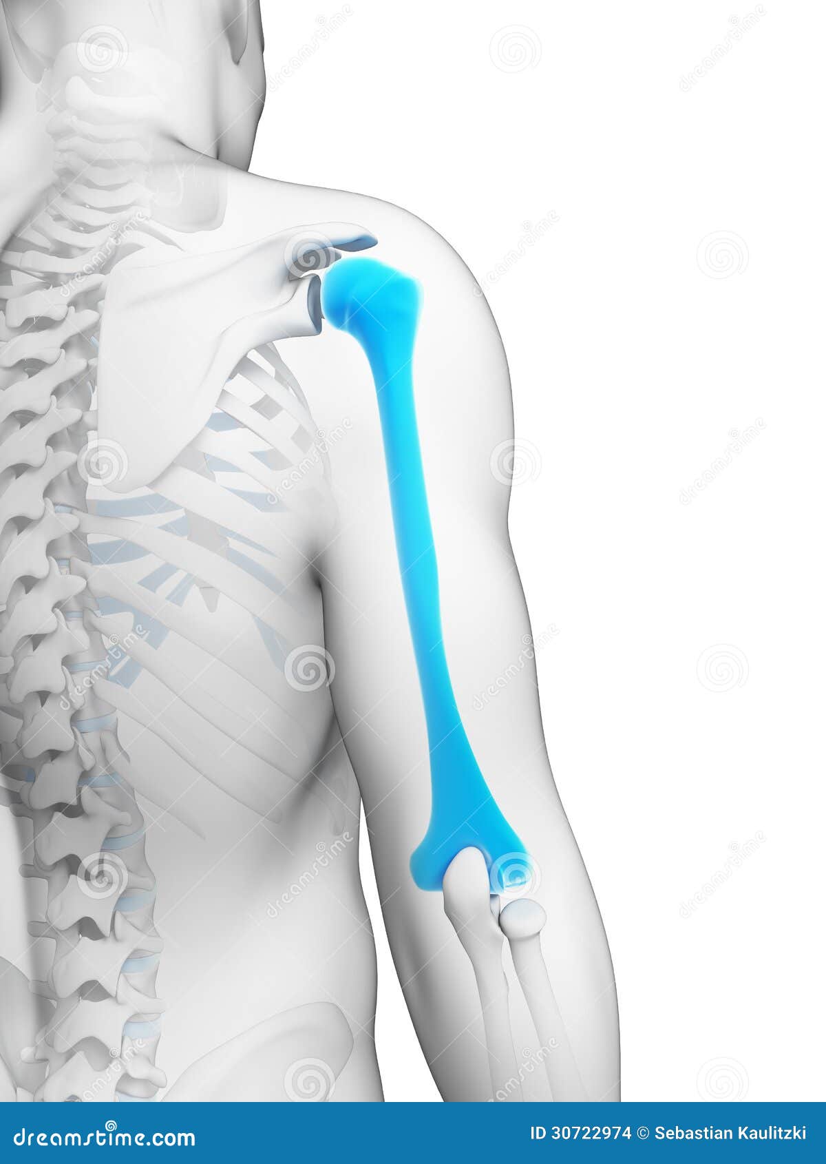 Human Humerus Stock Illustration | CartoonDealer.com #30722974