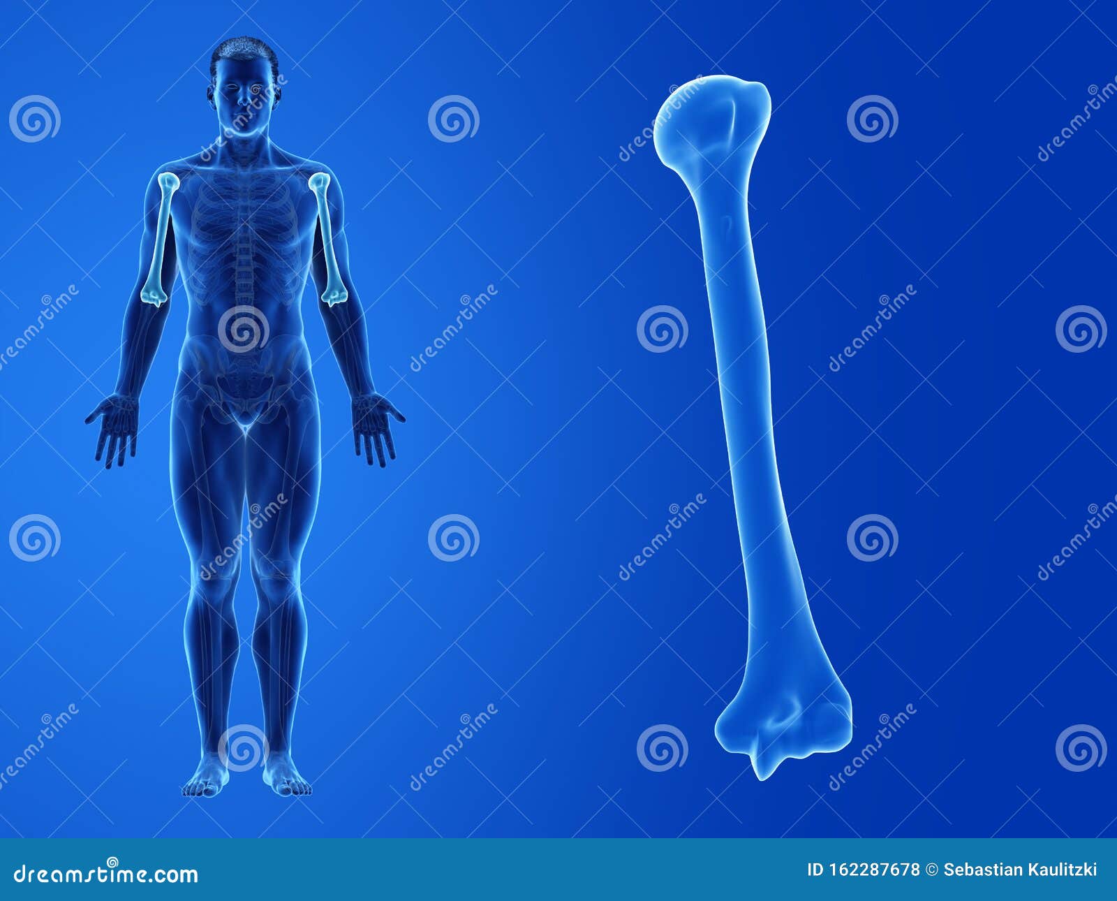 The human humerus stock illustration. Illustration of medically - 162287678