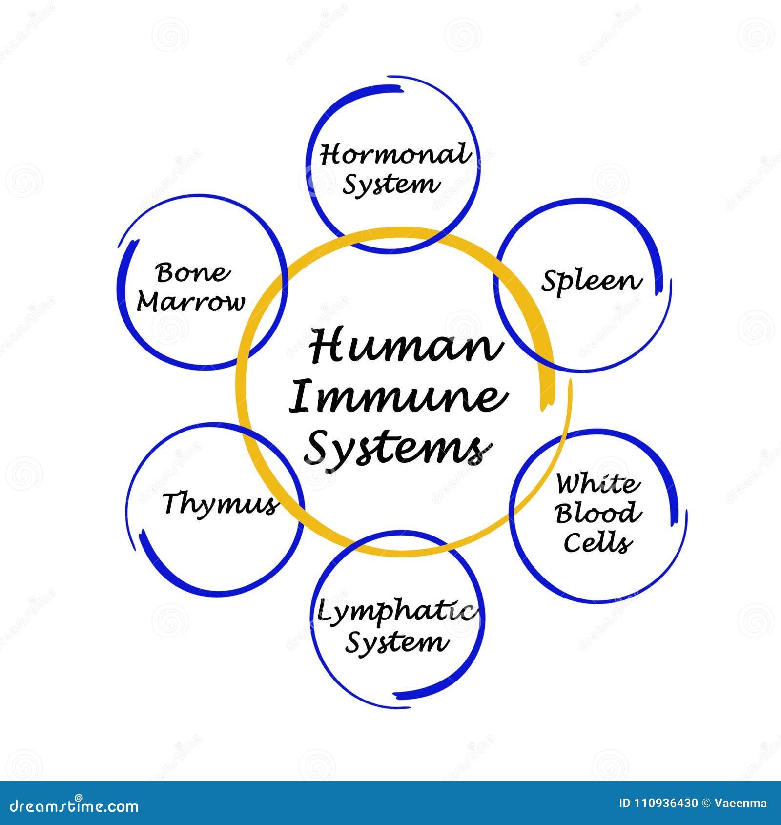 Human Immune System, Medical Illustration Stock Photo | CartoonDealer ...
