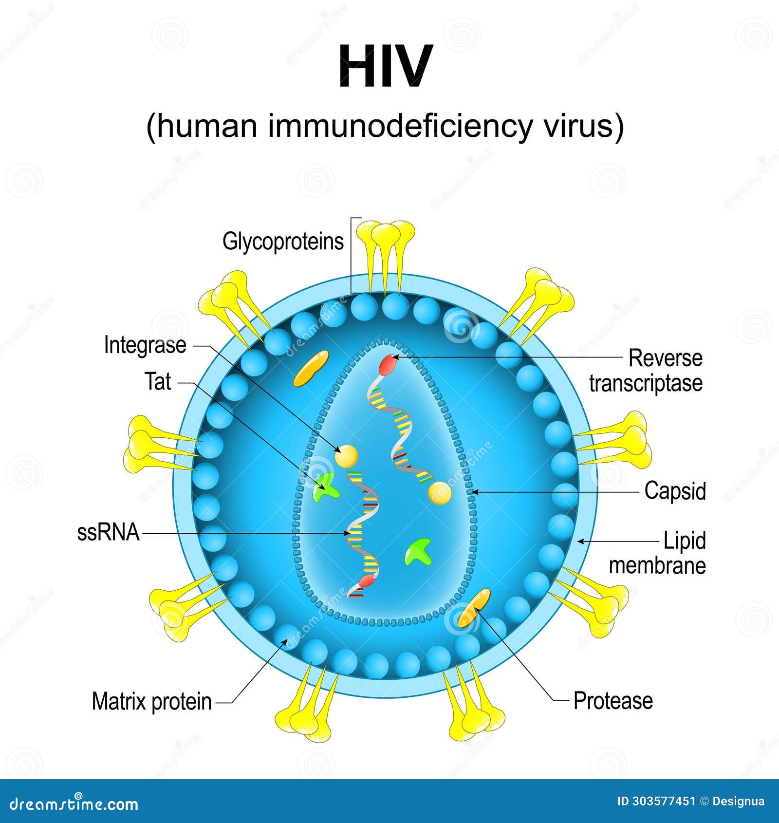 Human Immunodeficiency Virus. Close-up of a HIV Virion Structure Stock ... Human Immunodeficiency Virus. Close-up of a HIV Virion Structure Stock ...