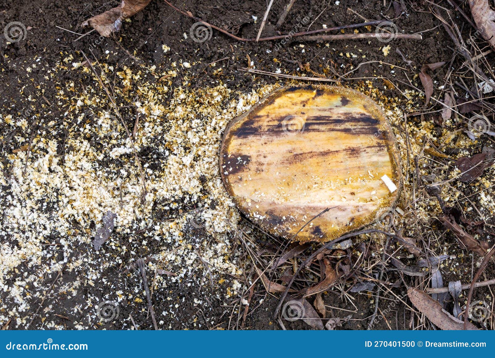 Human Impact on Nature Concept: a Tree Stem and an Ashtray on the ...