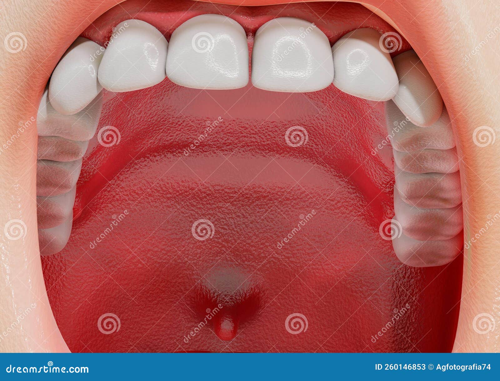 Human Incisors and Canines Teeth in the Mouth Stock Illustration ...