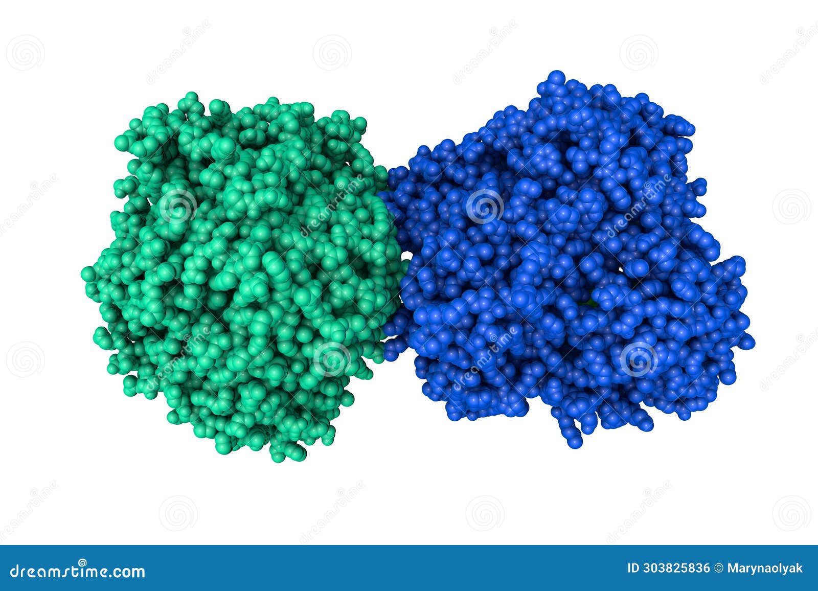 Human Insulin-degrading Enzyme in Complex with Insulin. Space-filling ...