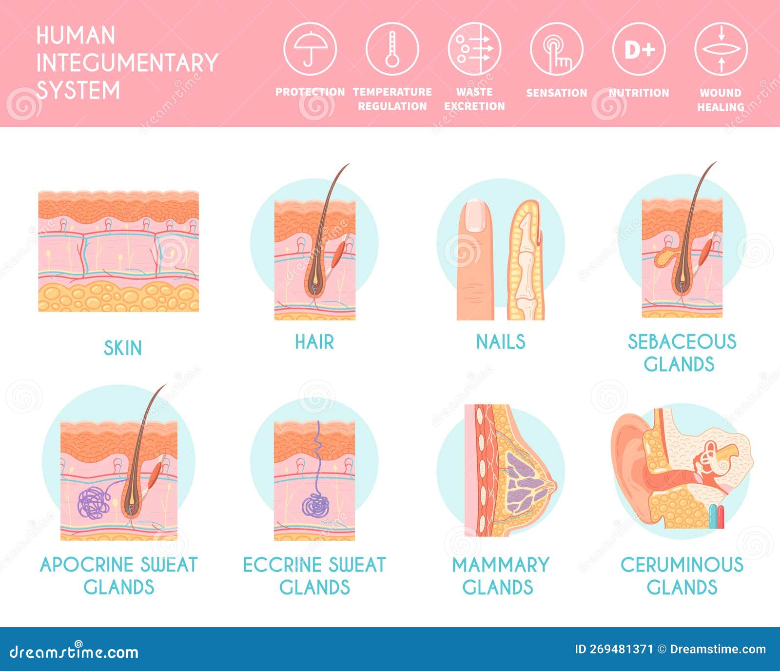 Integumentary System With Epidermis Surface Layer Structure Outline ... Integumentary System With Epidermis Surface Layer Structure Outline ...