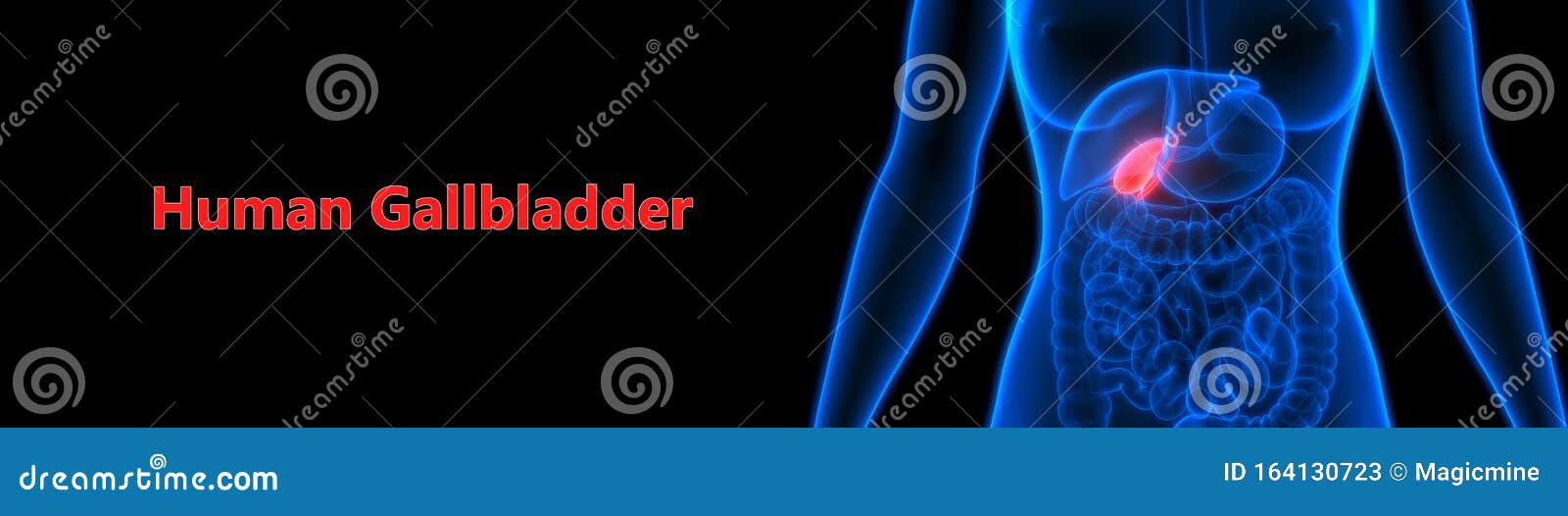 Human Internal Digestive System Organs Gallbladder Anatomy Stock ...