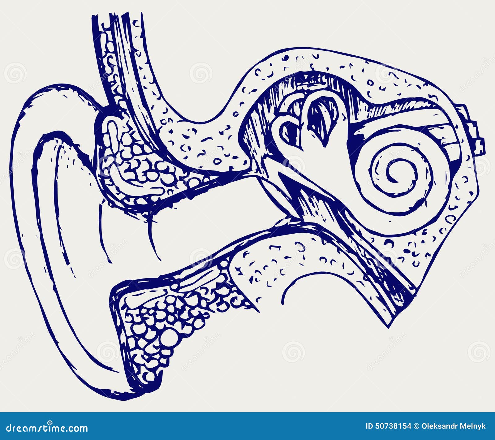 Human internal ear diagram stock vector. Illustration of doodle - 50738154