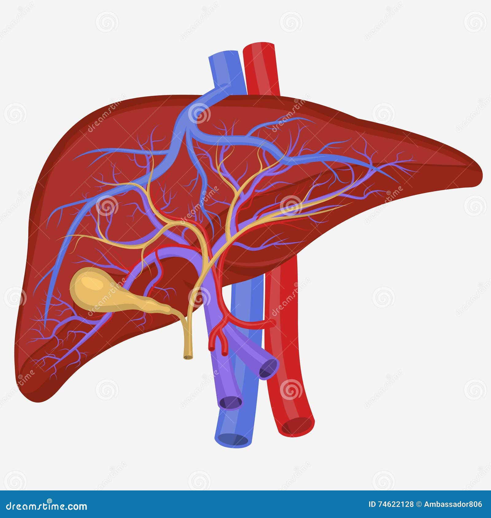 Liver Diagram Unlabeled
