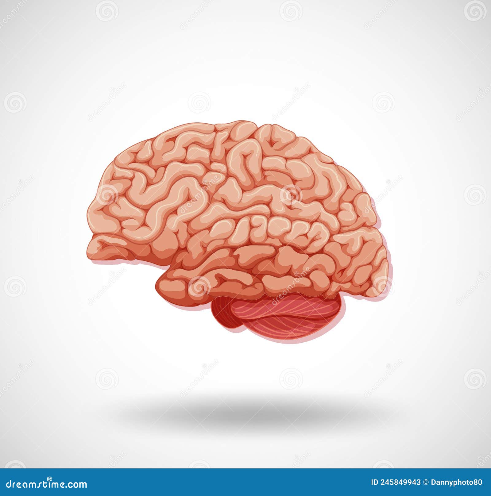 Human Internal Organ with Brain Stock Vector - Illustration of health ...
