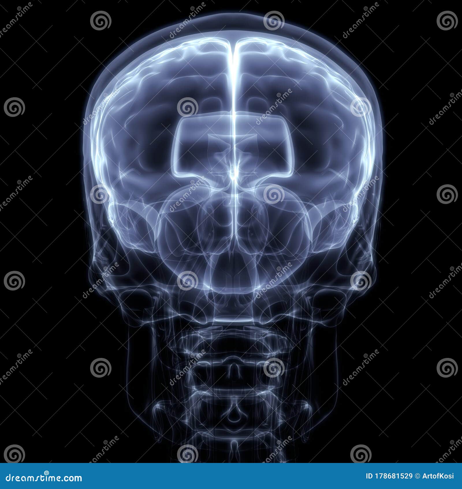 Human Internal Organ Brain With Nervous System Anatomy X Ray 3d