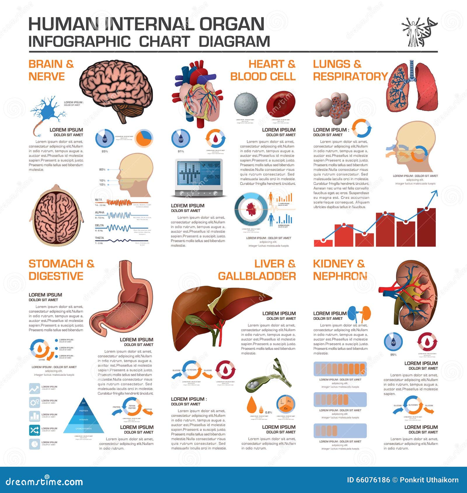 Human Internal Organ Health And Medical Infographic Chart Diagram Stock