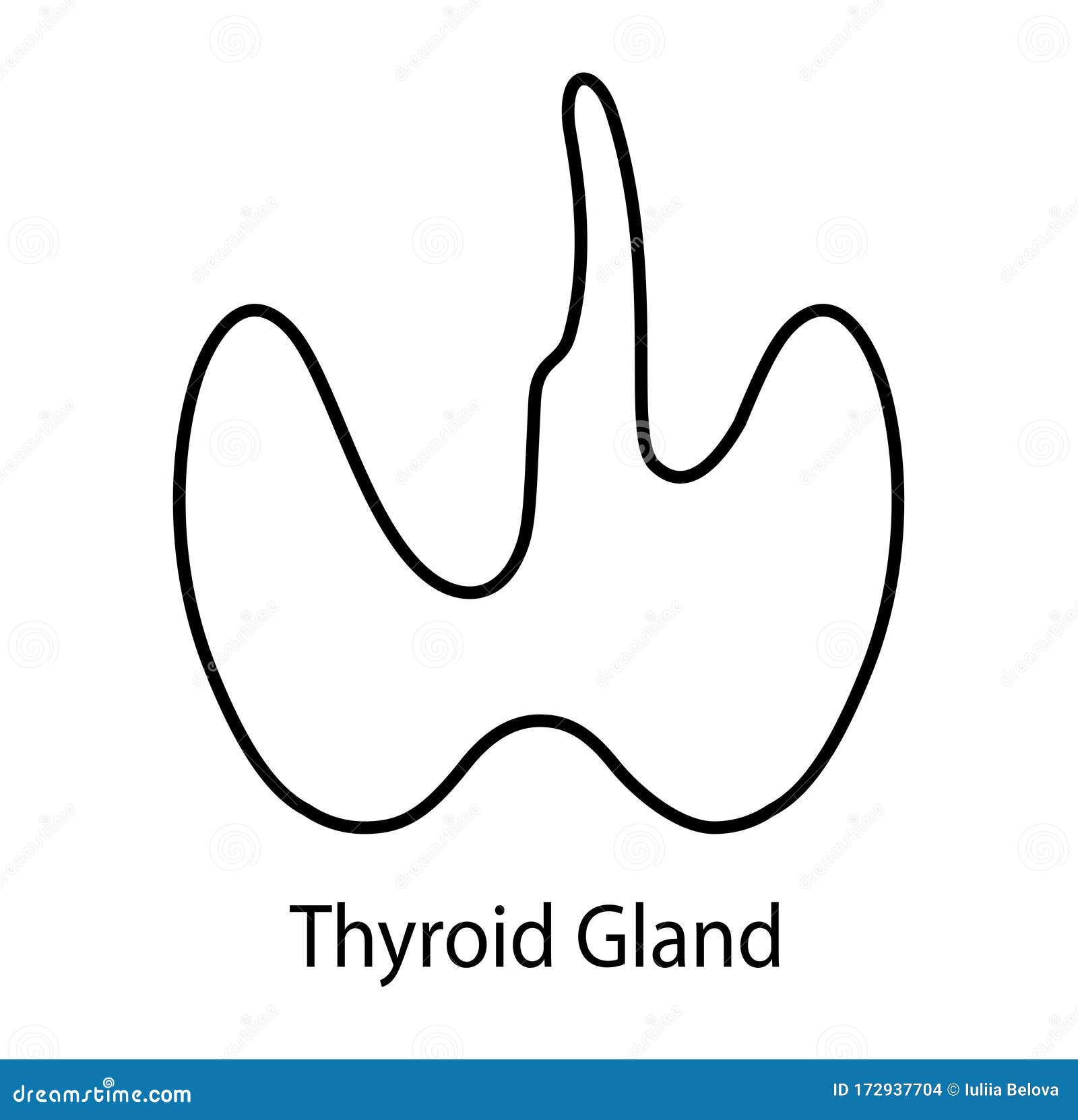 Human Internal Organ: Thyroid Gland And Circulatory System. Line Art ...