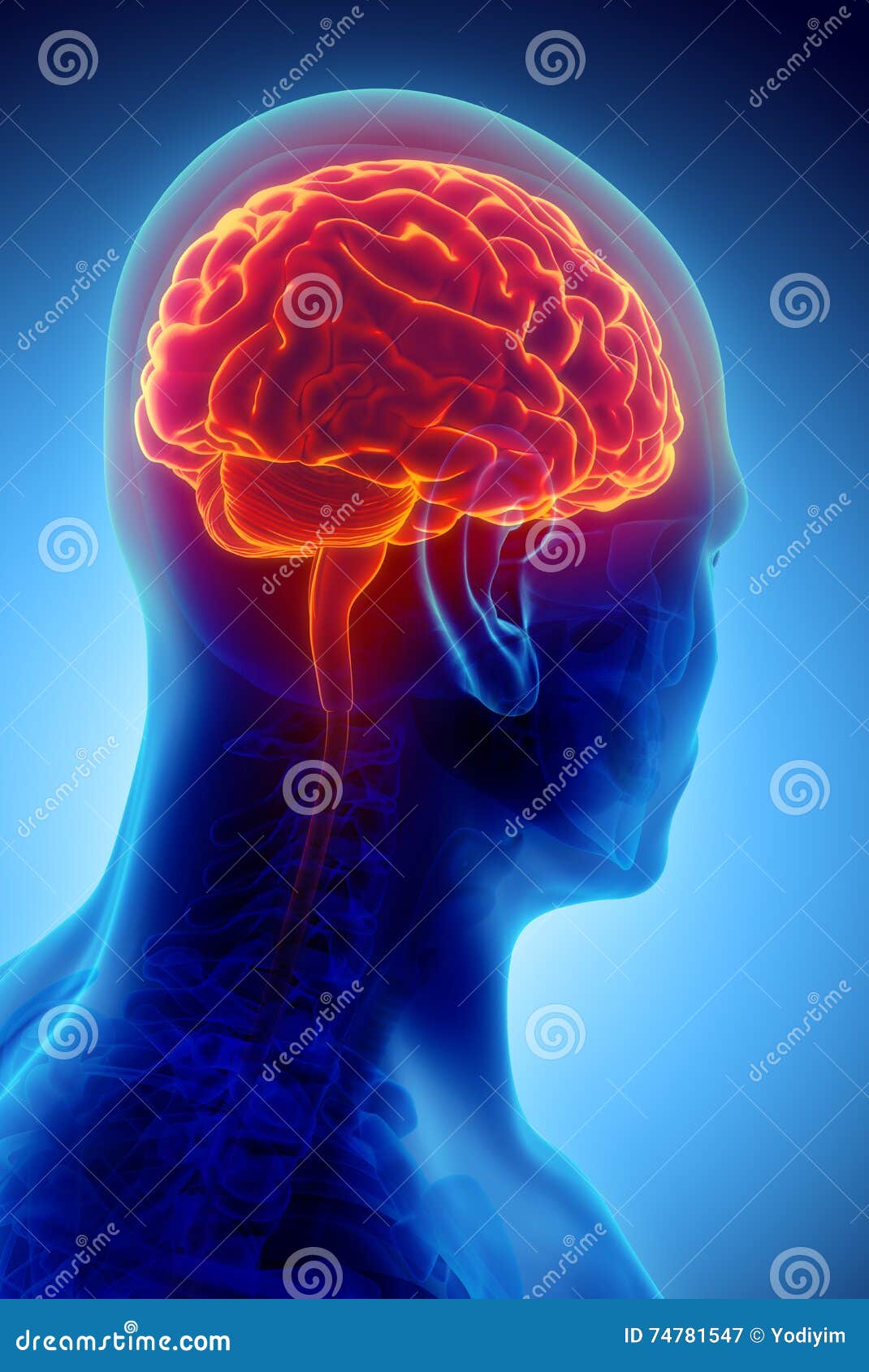 Human Internal Organic - Brain. Stock Illustration - Illustration of ...