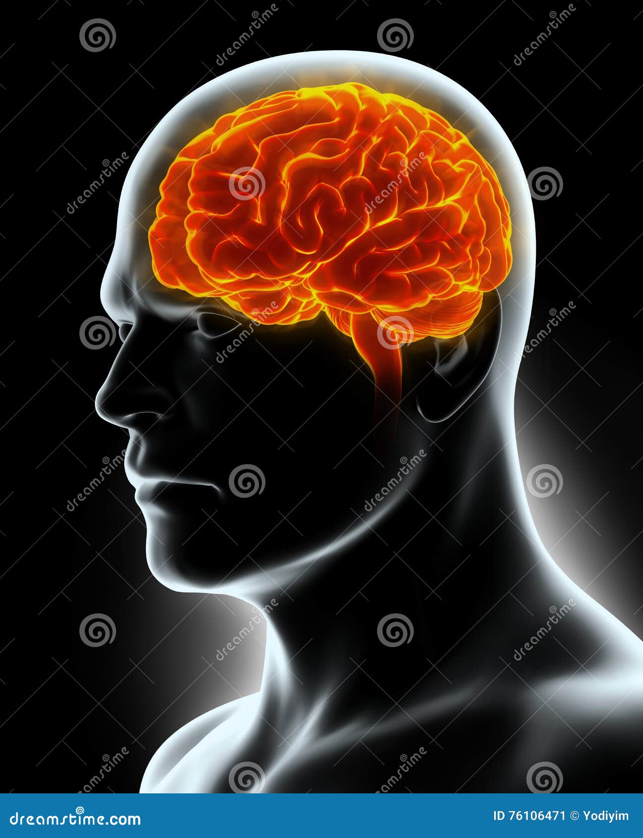 Human Internal Organic - Brain. Stock Illustration - Illustration of ...