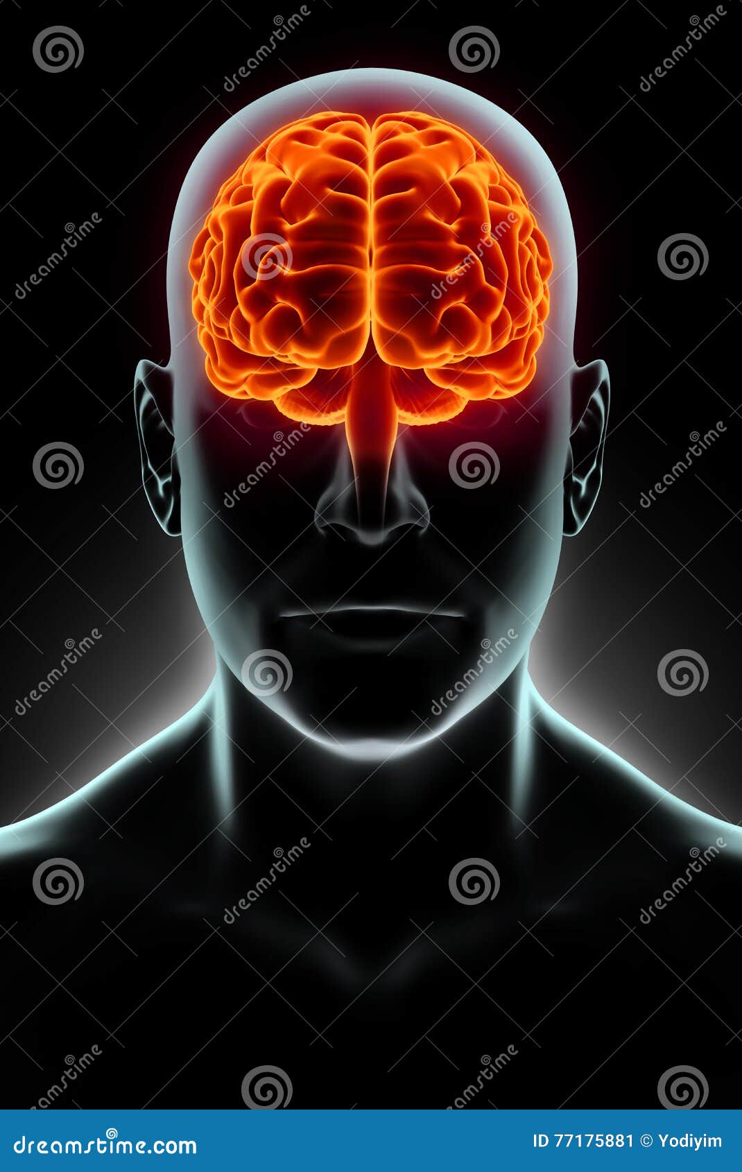 Human Internal Organic - Brain. Stock Illustration - Illustration of ...