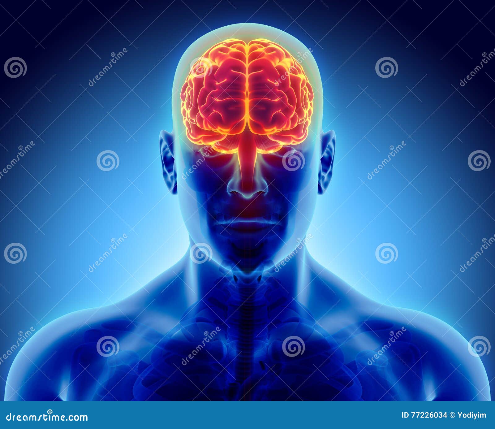 Human Internal Organic - Brain. Stock Illustration - Illustration of ...