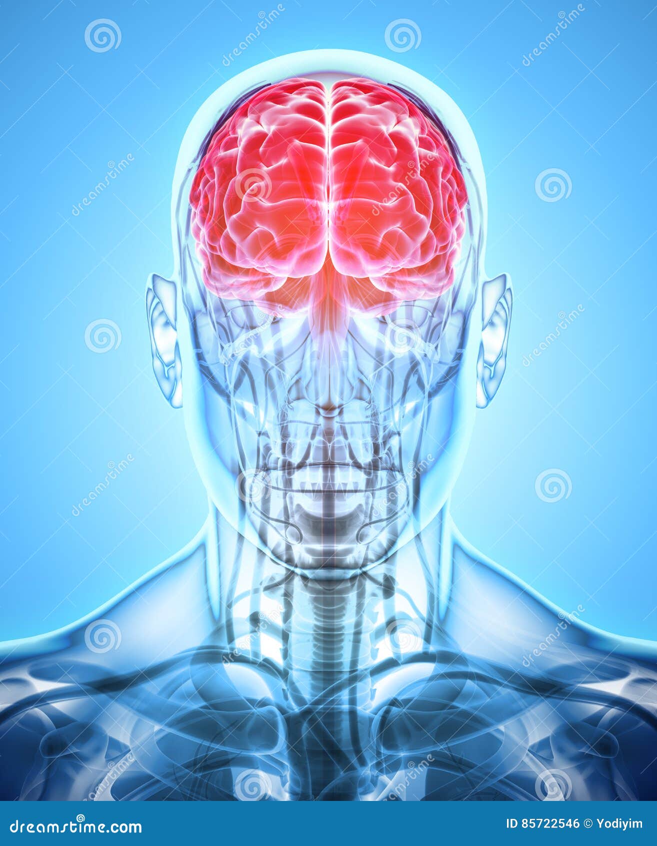 Human Internal Organic - Brain. Stock Illustration - Illustration of ...