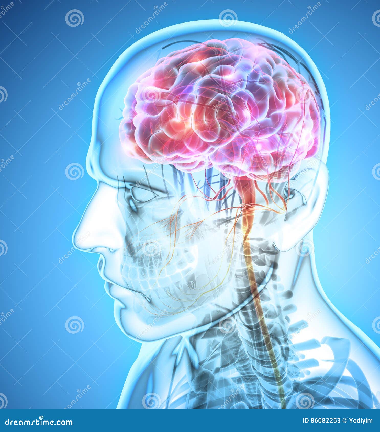 Human Internal Organic - Brain. Stock Illustration - Illustration of ...