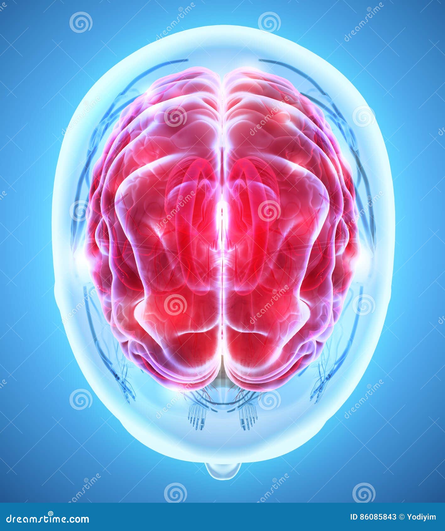 Human Internal Organic - Brain. Stock Illustration - Illustration of ...
