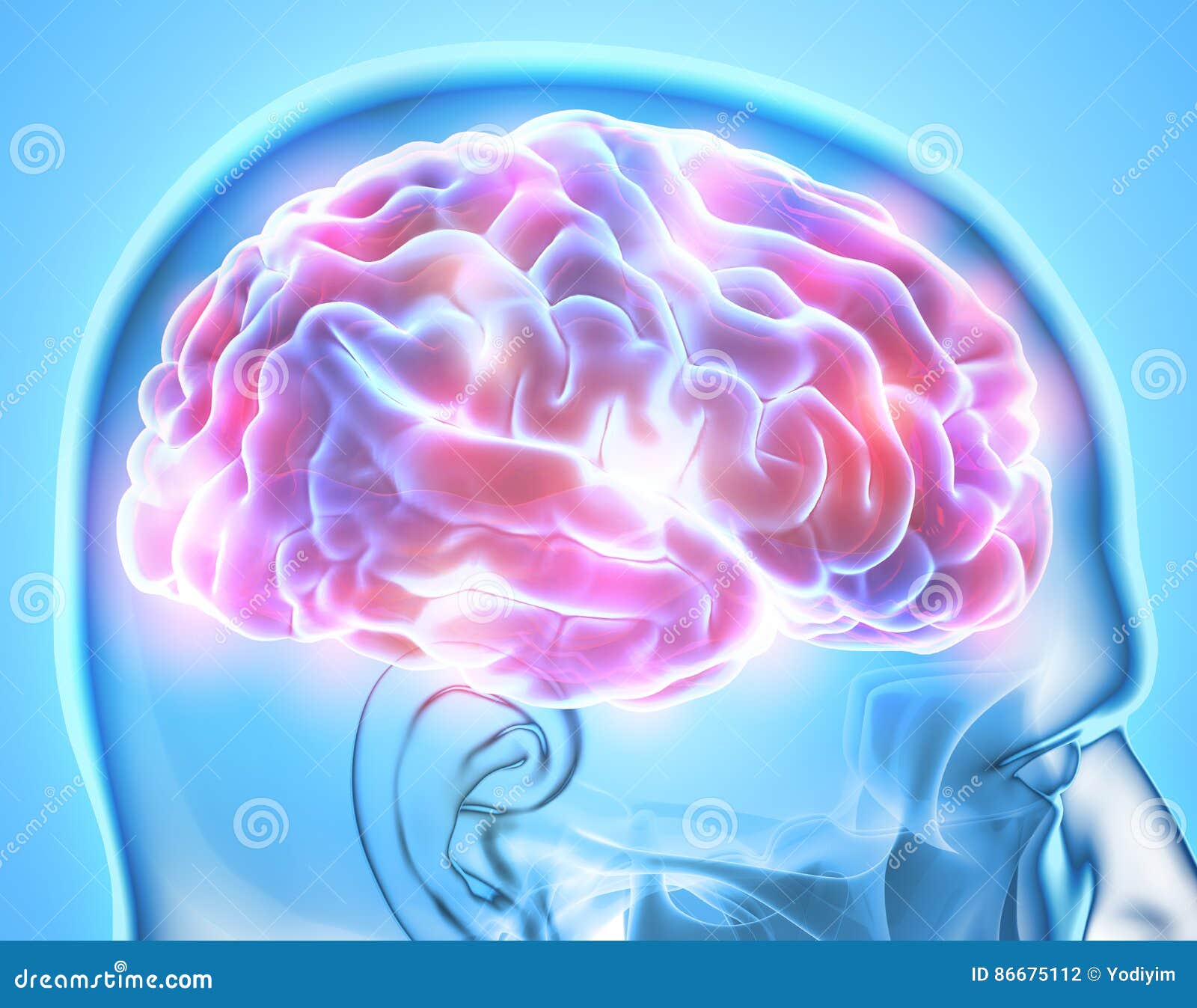 Human Internal Organic - Brain. Stock Illustration - Illustration of ...