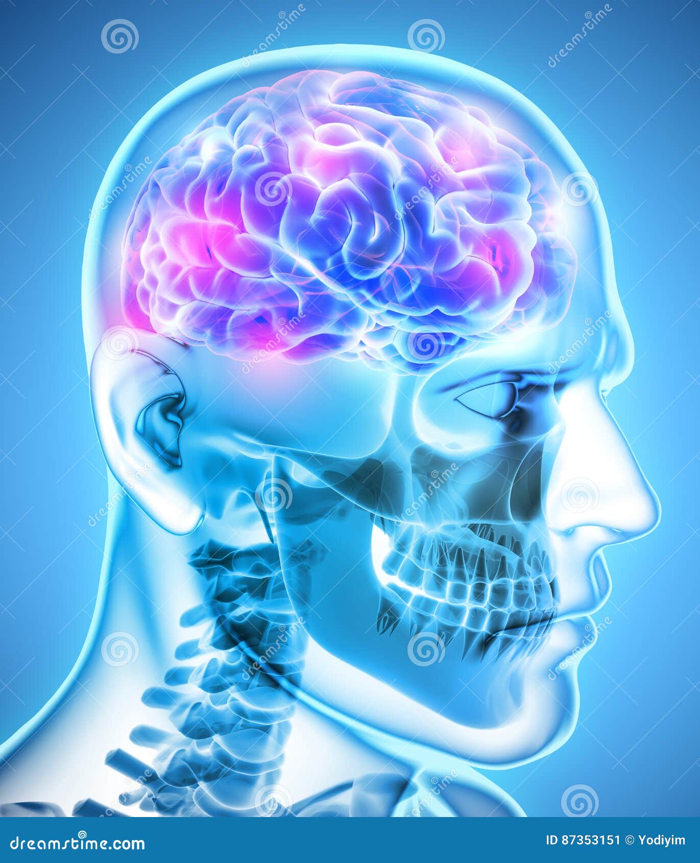 Human Internal Organic - Brain. Stock Illustration - Illustration of ...