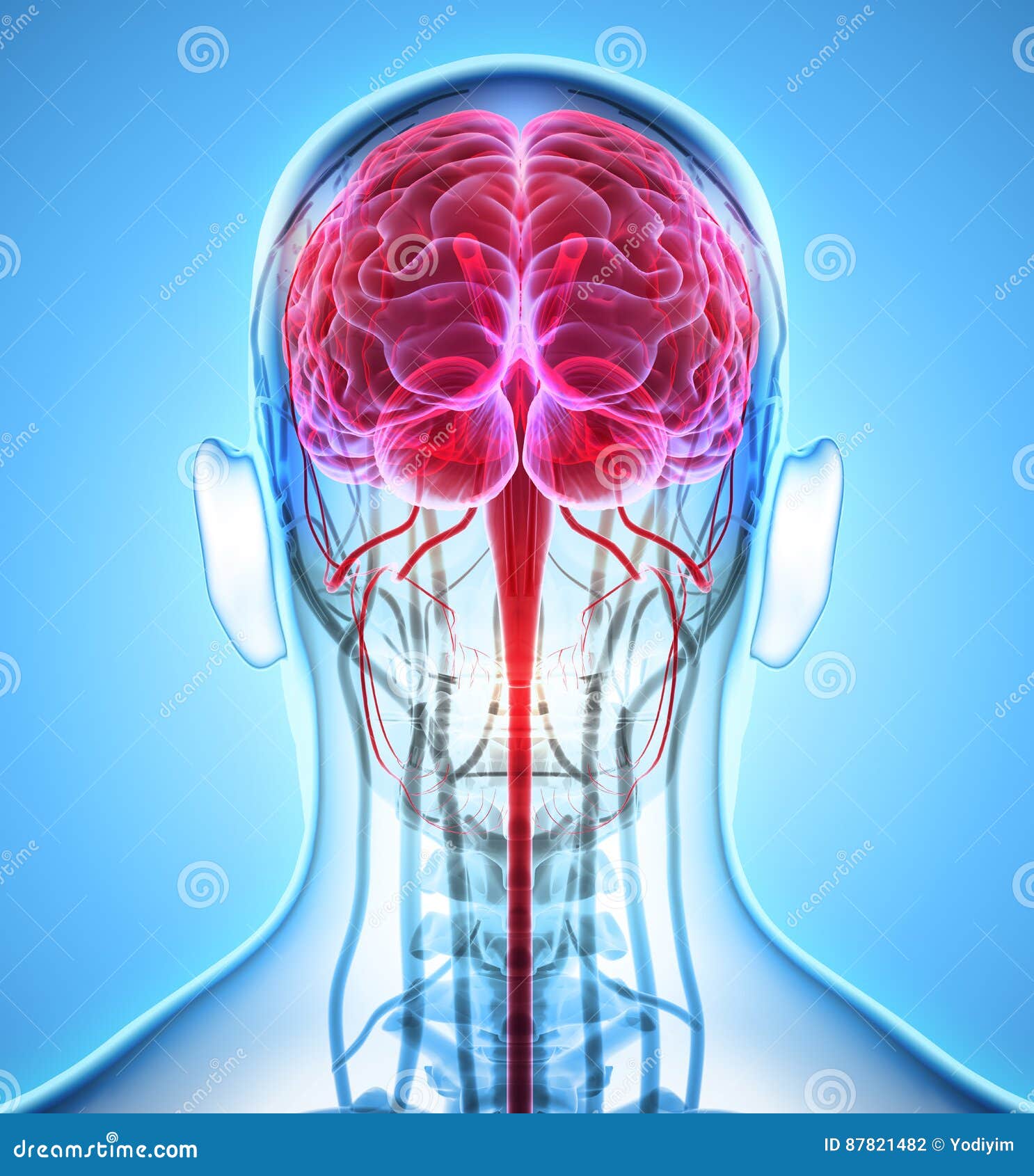 Human Internal Organic - Brain. Stock Illustration - Illustration of ...