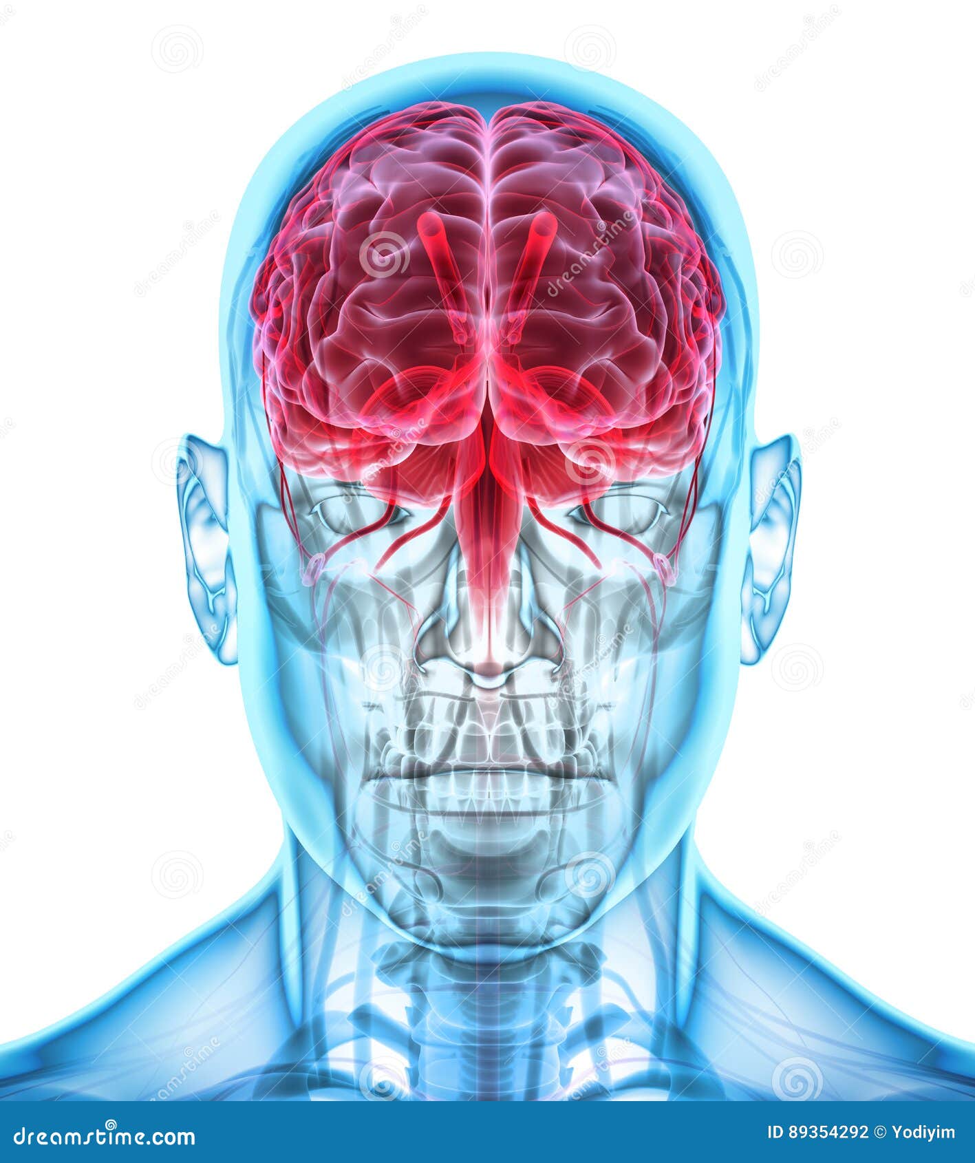 Human Internal Organic - Brain. Stock Illustration - Illustration of ...