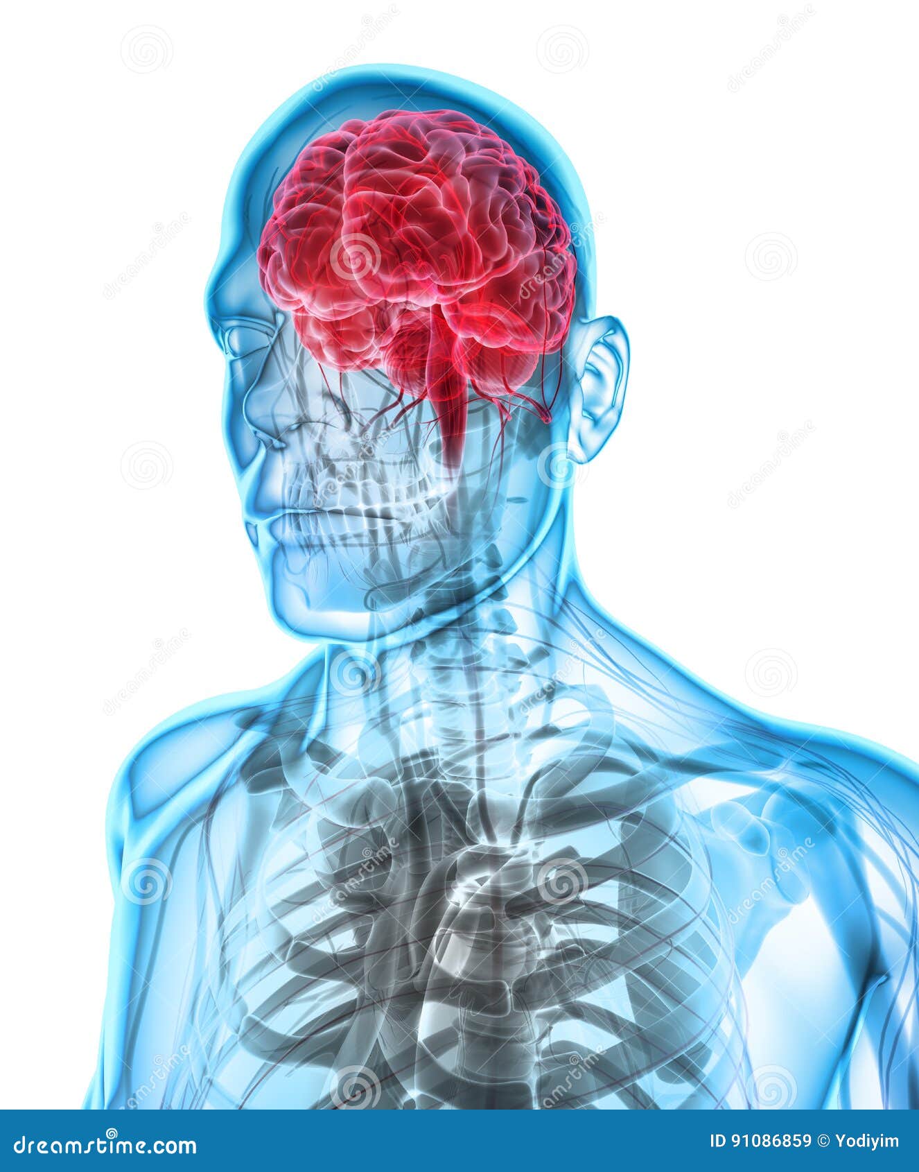 Human Internal Organic - Brain. Stock Illustration - Illustration of ...