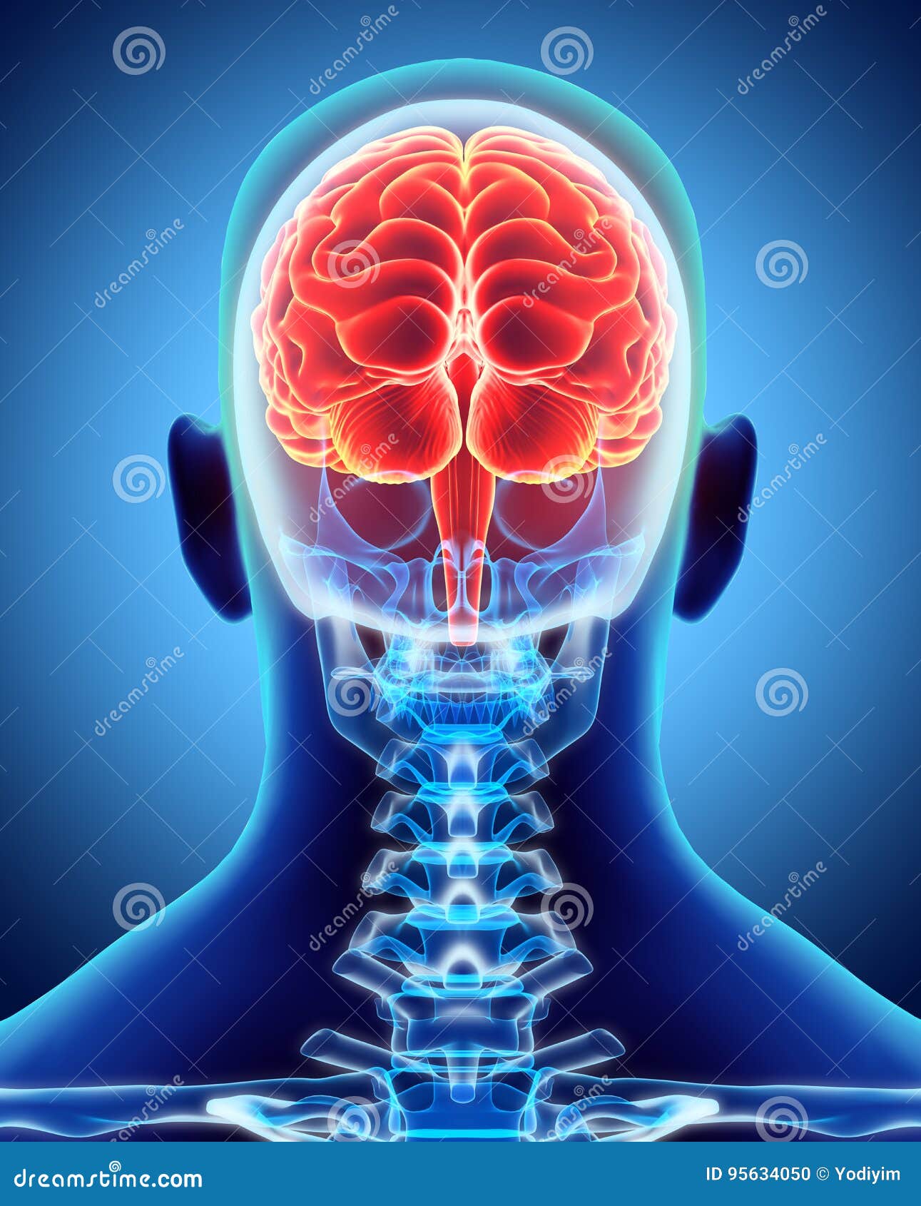 Human Internal Organic - Brain. Stock Illustration - Illustration of ...