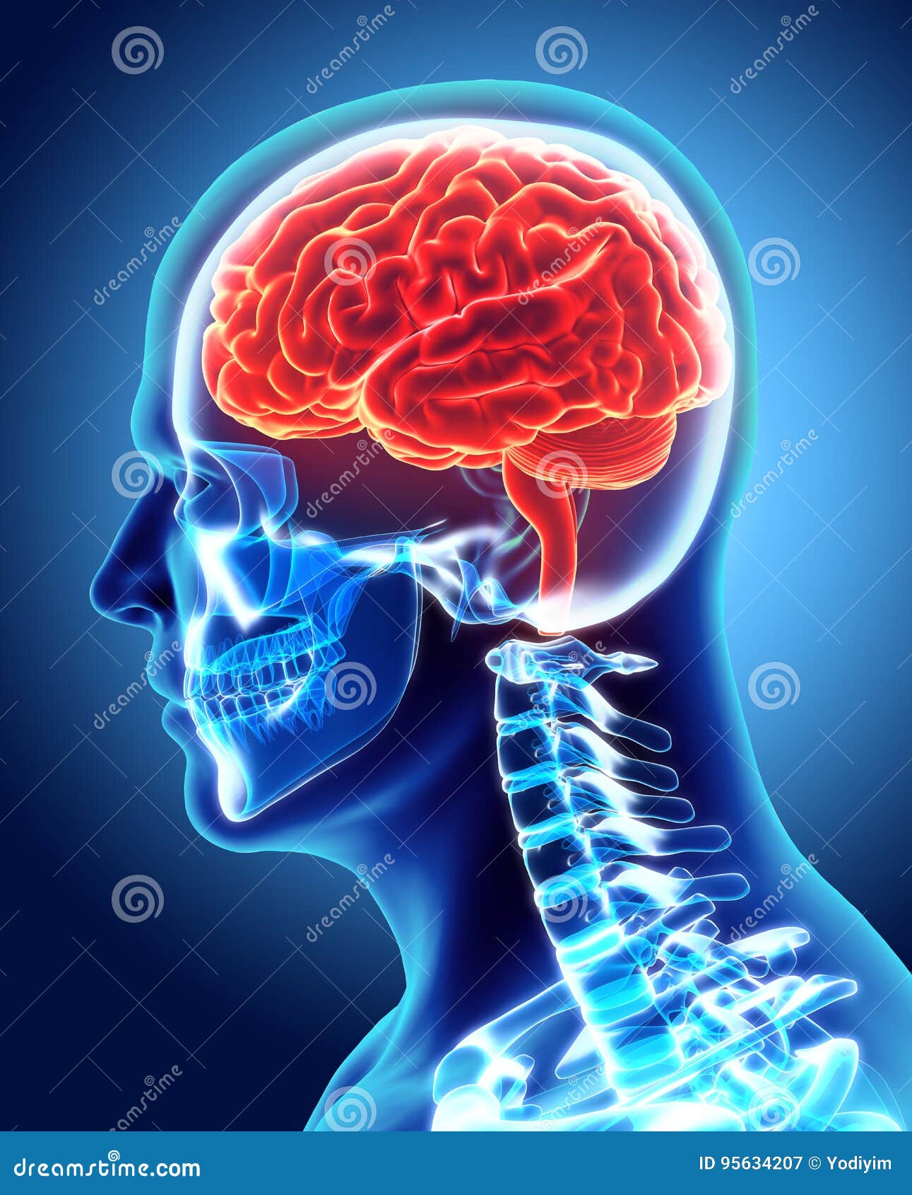 Human Internal Organic - Brain. Stock Illustration - Illustration of ...